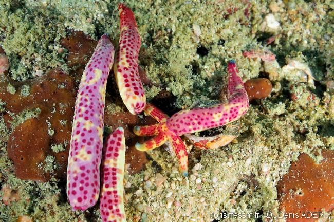 Linckia multifora | DORIS