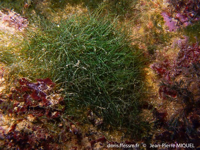 Bryopsis duplex | DORIS