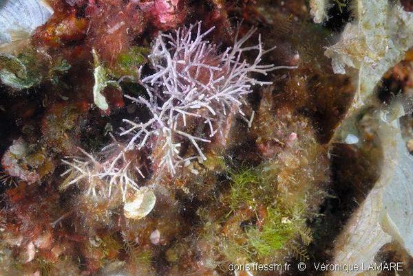 Amphiroa rigida | DORIS