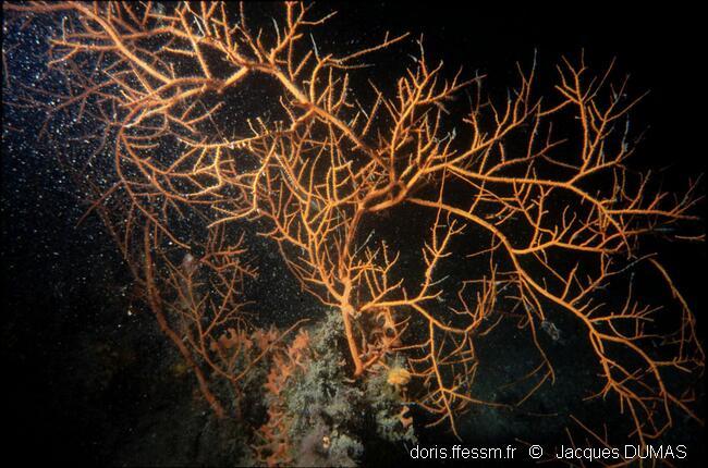 Leptogorgia sarmentosa | DORIS