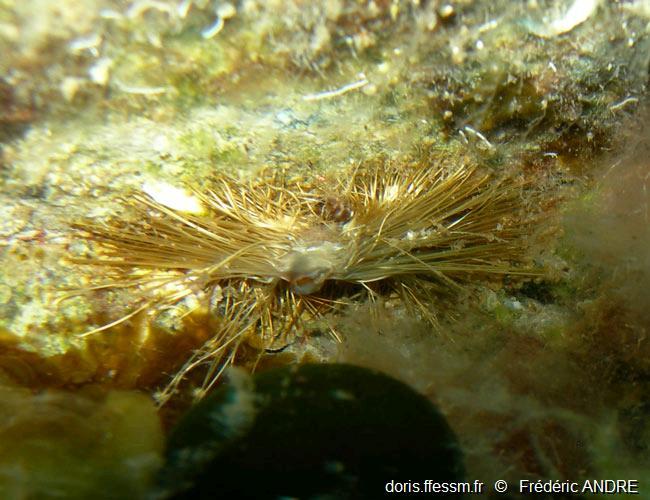 Mytilus galloprovincialis | DORIS