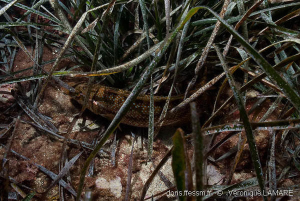Labrus viridis | DORIS