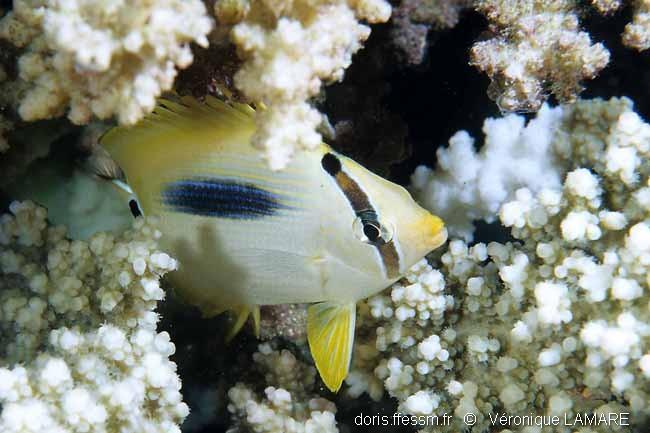 Chaetodon plebeius | DORIS