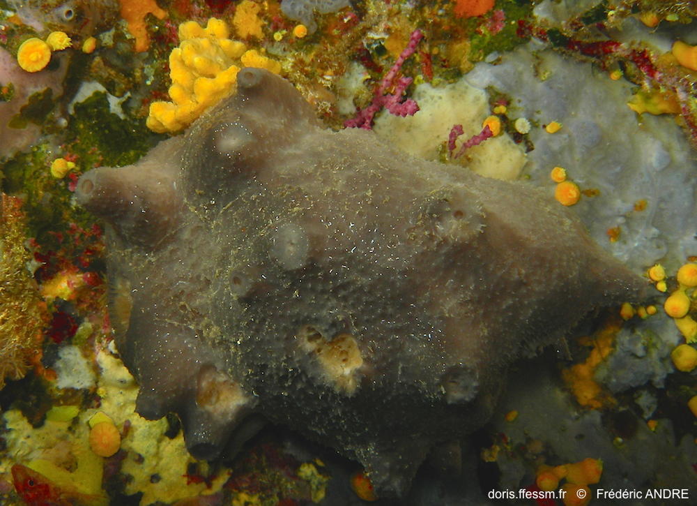 Cacospongia mollior | DORIS