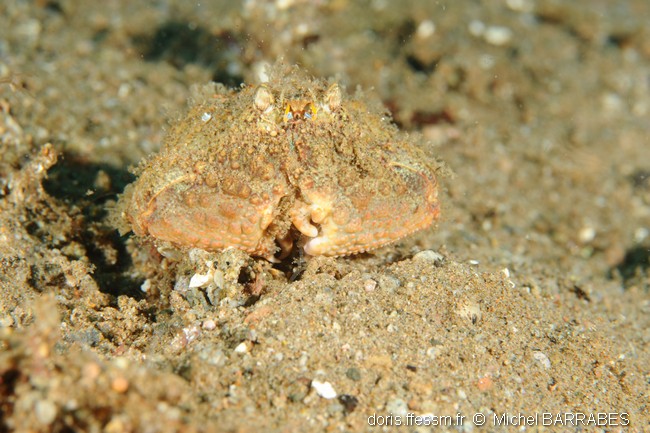 Calappa hepatica | DORIS
