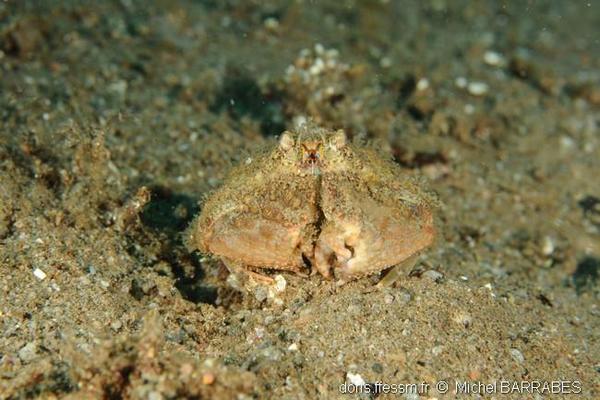 Calappa hepatica | DORIS