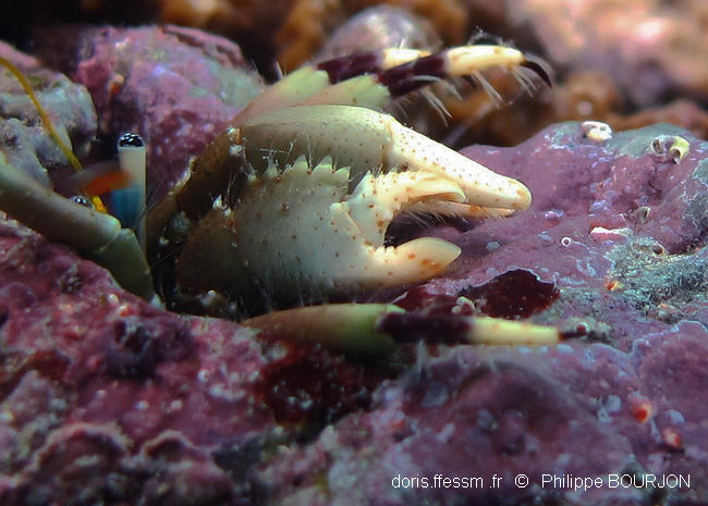 Calcinus latens | DORIS