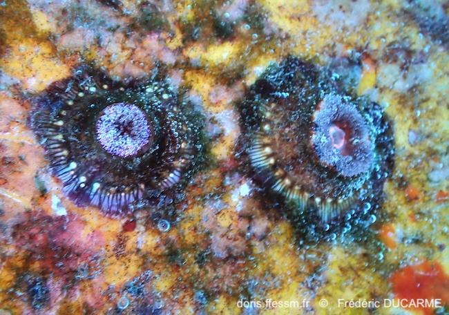 Calliactis polypus | DORIS