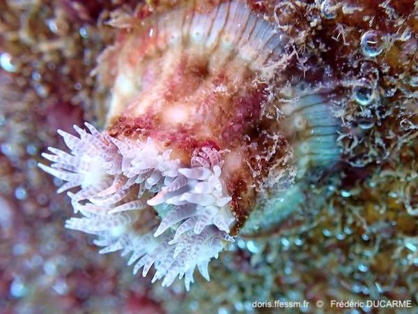 Calliactis polypus | DORIS