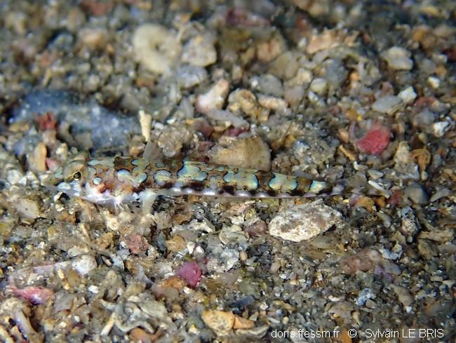 Callionymus reticulatus | DORIS