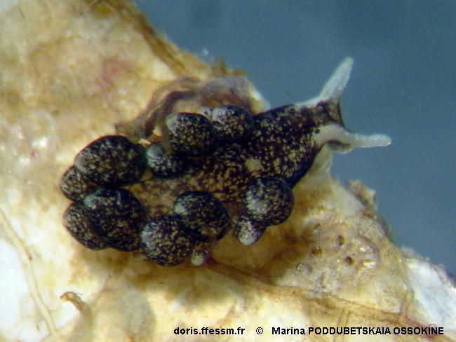 Calliopaea bellula | DORIS