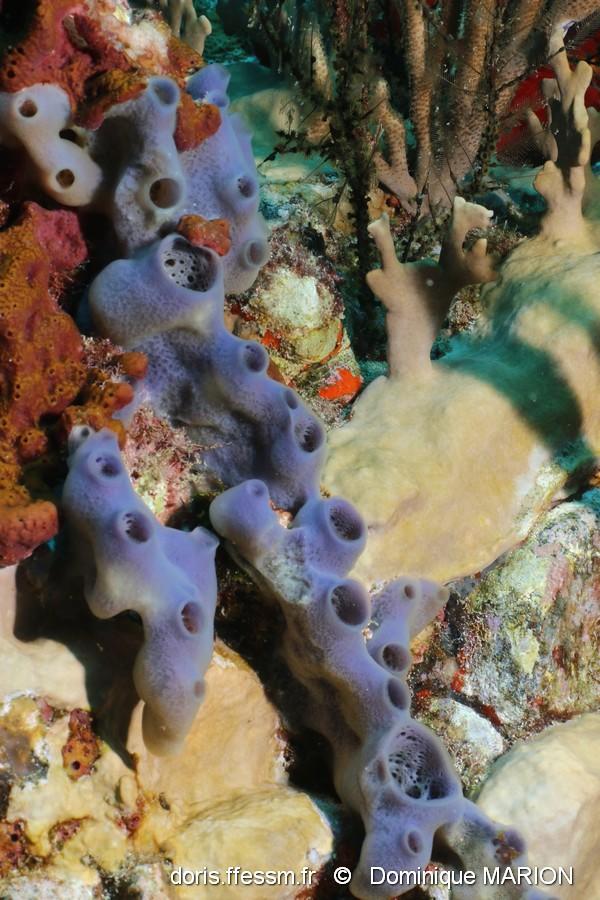 Callyspongia fallax | DORIS