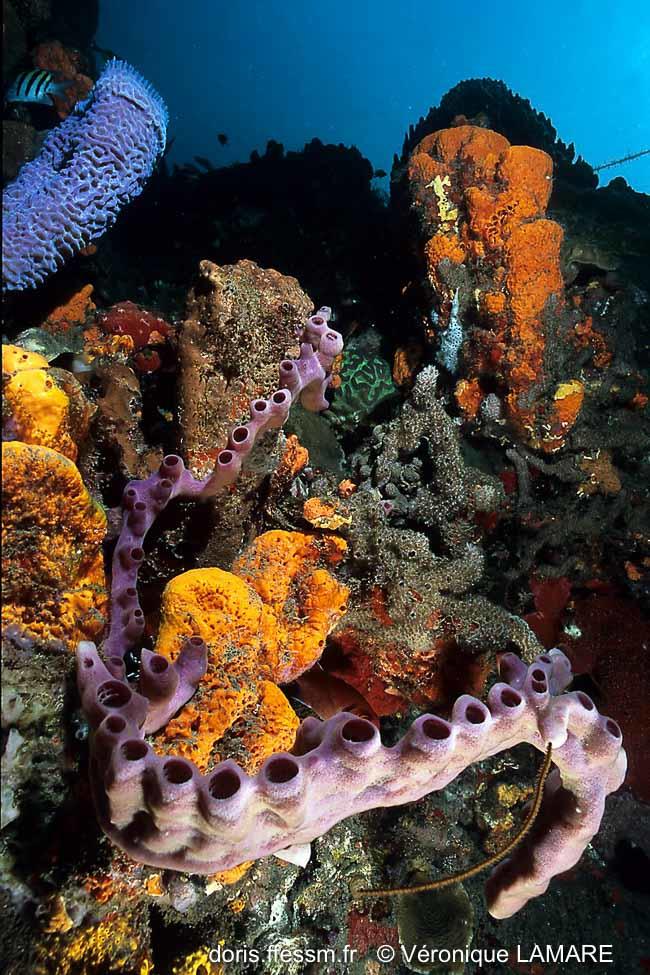 Callyspongia fallax | DORIS