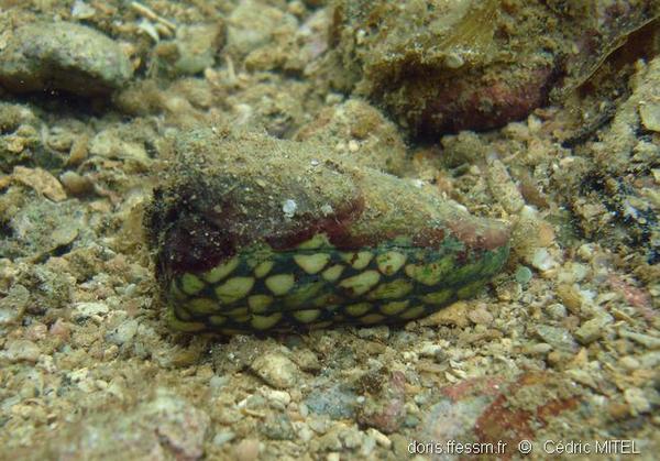 Conus marmoreus | DORIS