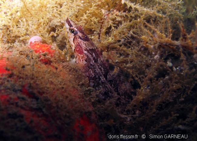 Stichaeus punctatus | DORIS