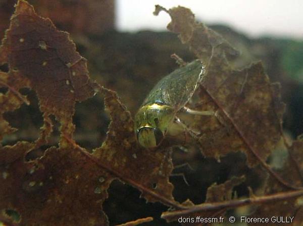 Ilyocoris cimicoides | DORIS