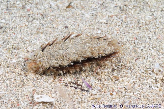 Aphrodita aculeata | DORIS