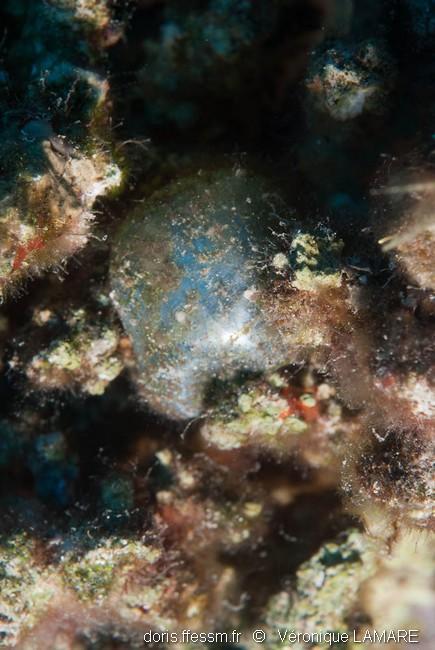 Valonia ventricosa | DORIS