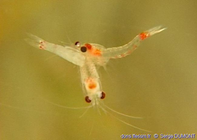 Hemimysis anomala | DORIS