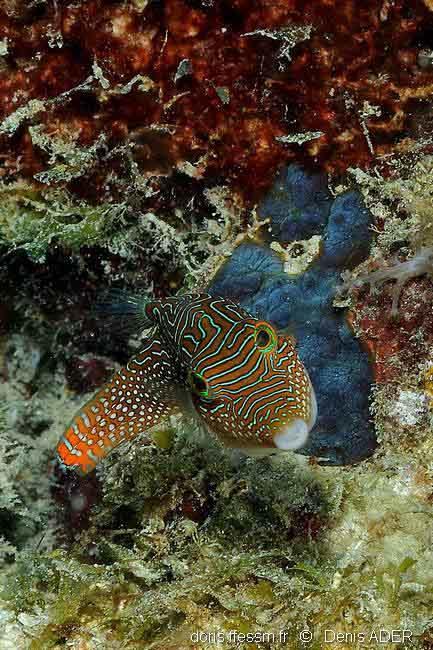 Canthigaster petersii | DORIS
