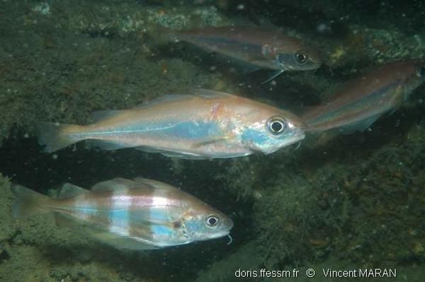 Trisopterus minutus | DORIS