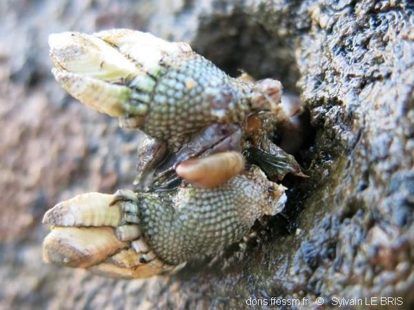 Capitulum mitella | DORIS