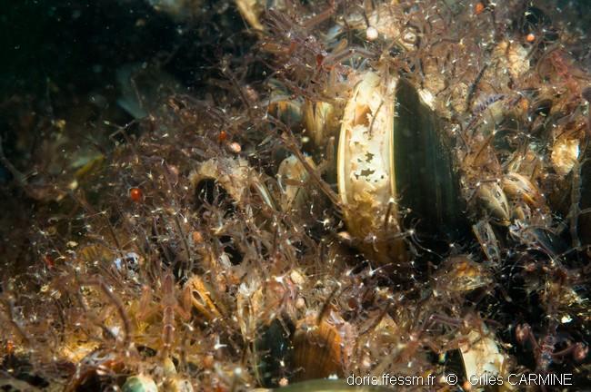 Caprella mutica | DORIS