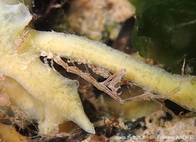 Caprella scaura | DORIS