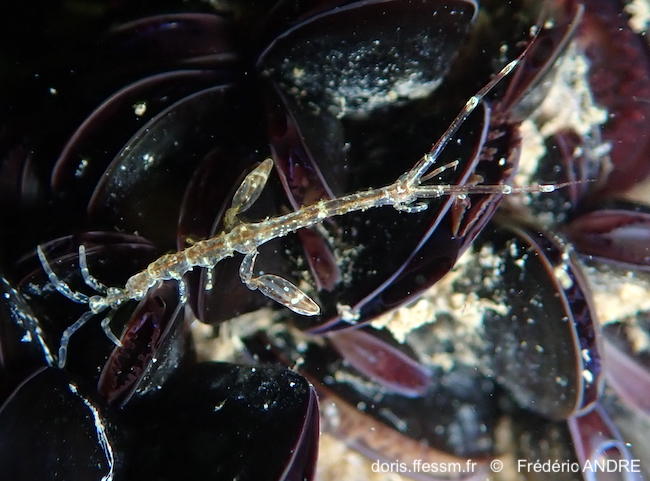 Caprella scaura | DORIS