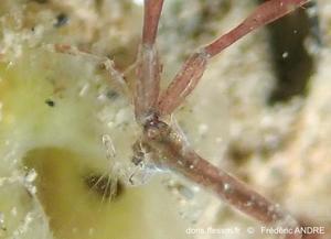 Caprella scaura | DORIS