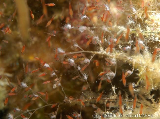 Pennaria disticha | DORIS