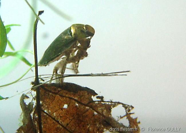 Ilyocoris cimicoides | DORIS