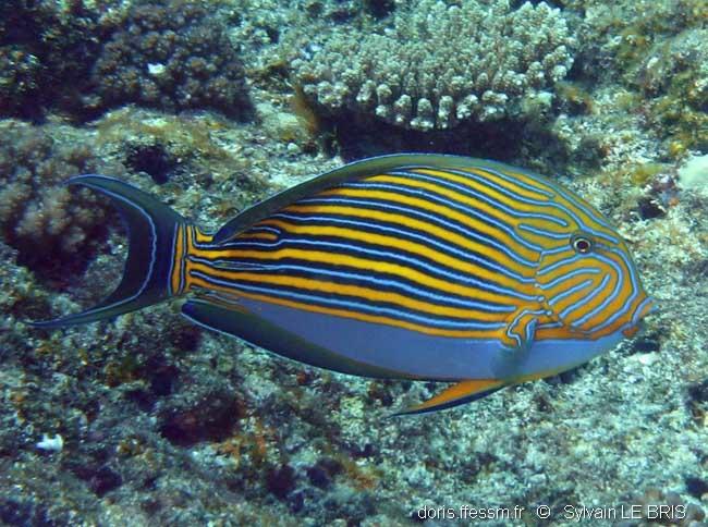 Acanthurus lineatus | DORIS