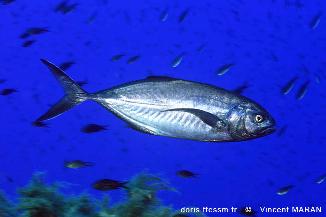 Caranx crysos | DORIS