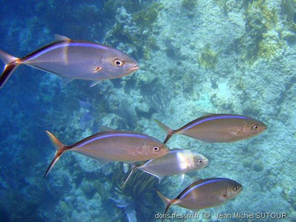 Caranx ruber | DORIS