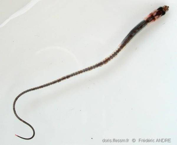 Carapus acus | DORIS