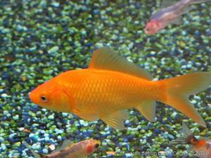 Carassius spp. | DORIS