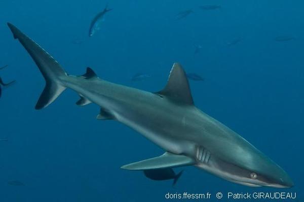 Carcharhinus amblyrhynchos | DORIS