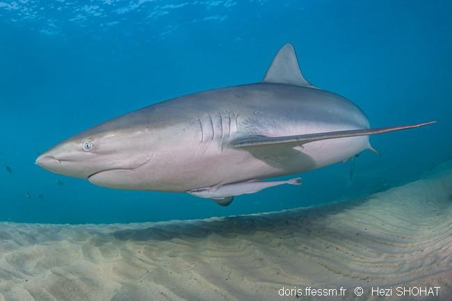 Carcharhinus obscurus | DORIS