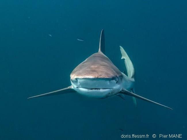 Carcharhinus obscurus | DORIS