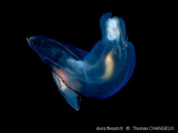 Carinaria lamarckii | DORIS