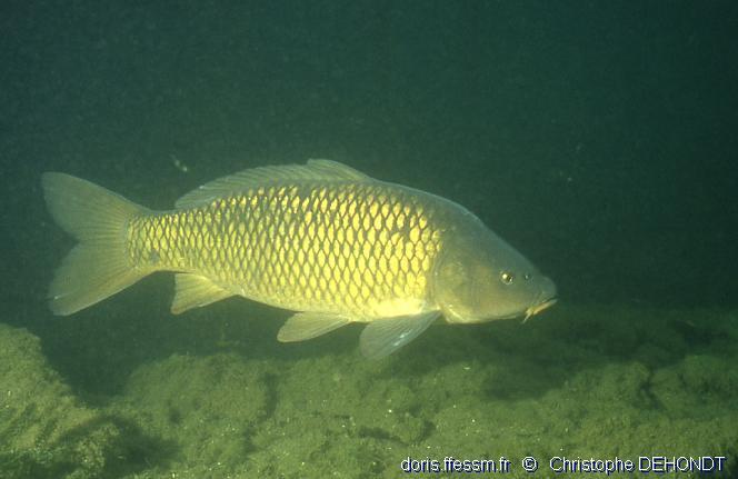 Cyprinus carpio | DORIS