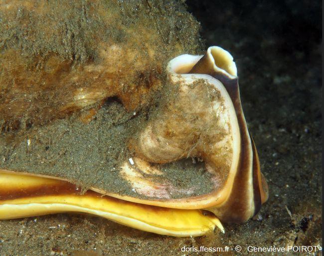 Cassis cornuta | DORIS