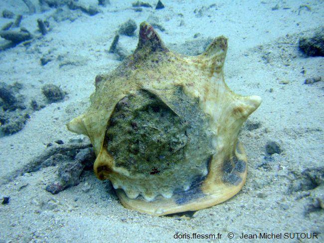 Cassis cornuta | DORIS