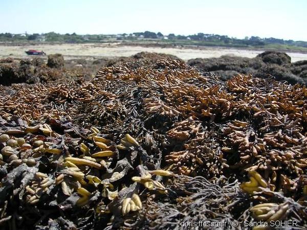 Pelvetia canaliculata | DORIS