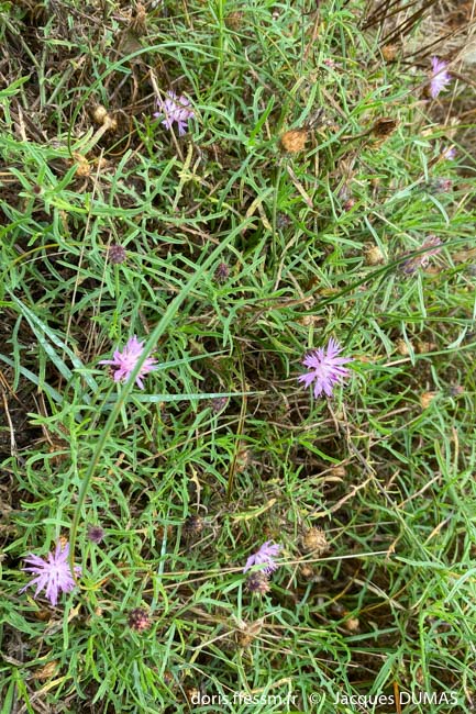 Centaurea aspera | DORIS