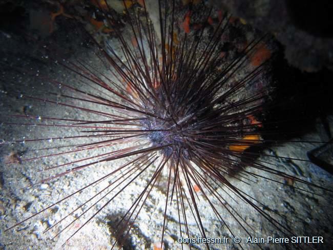 Centrostephanus longispinus | DORIS