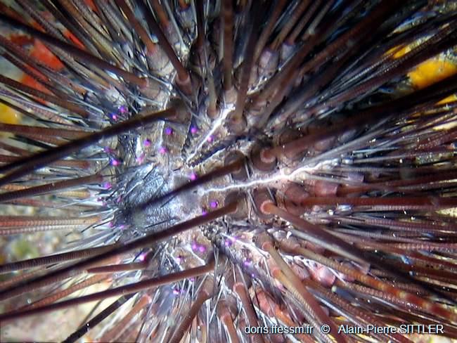 Centrostephanus longispinus | DORIS