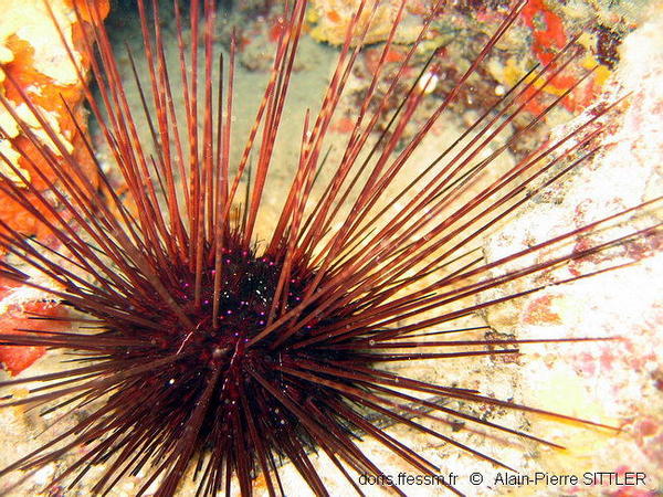 Centrostephanus longispinus | DORIS