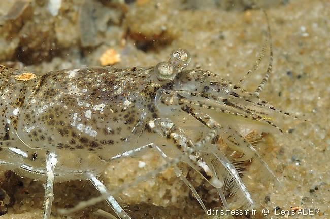 Crangon crangon | DORIS
